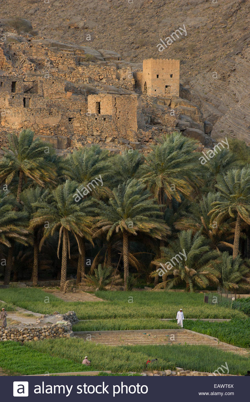 Date Palms Oman Stock Photos & Date Palms Oman Stock Images - Alamy