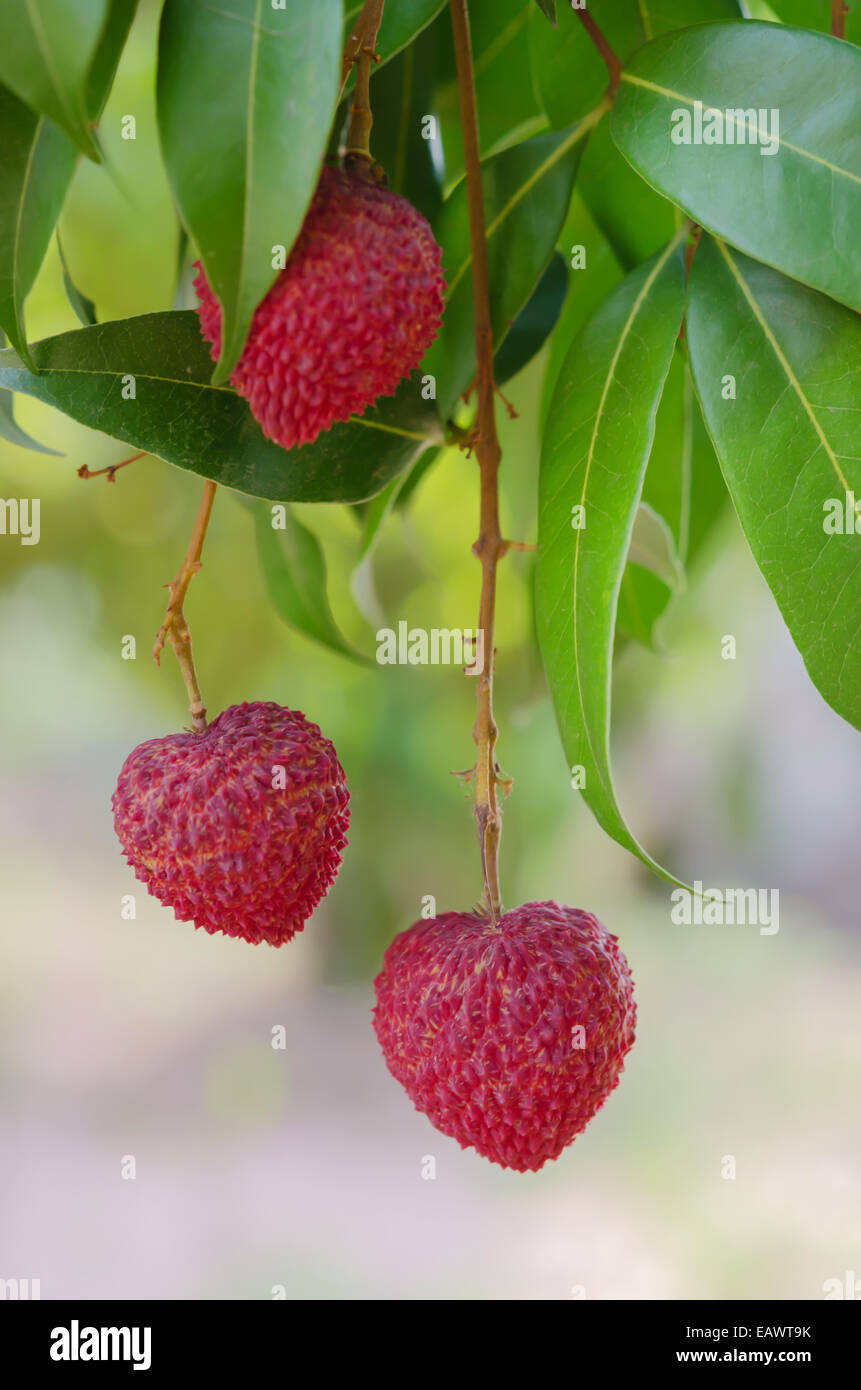 Bunch of Lychee on Plant Stock Photo - Alamy