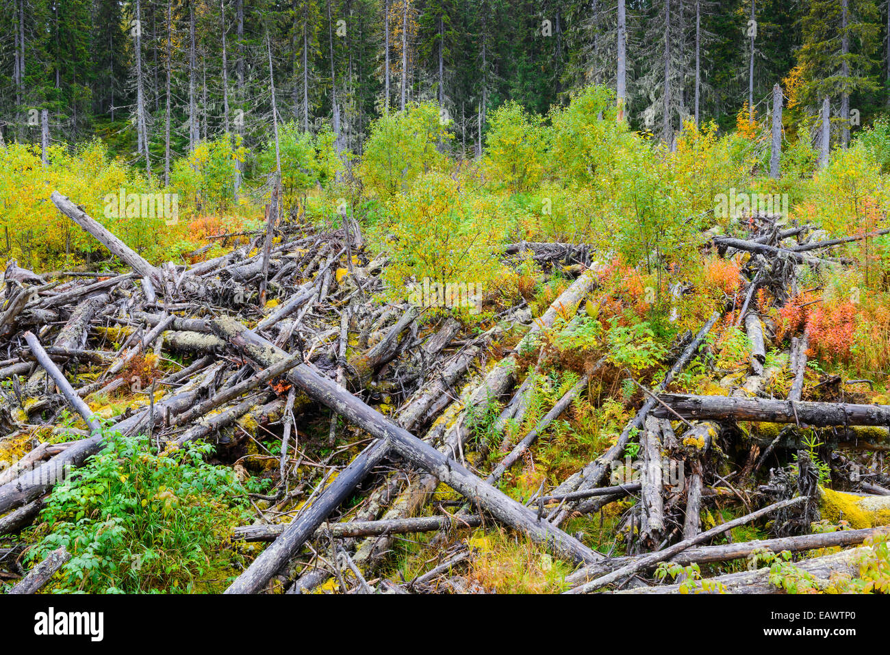 Pile of felled trees in a forest Stock Photo - Alamy