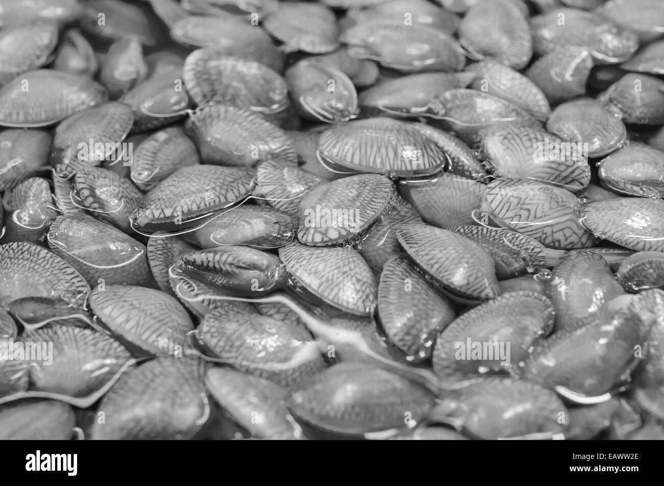 Baby clam hi-res stock photography and images - Alamy
