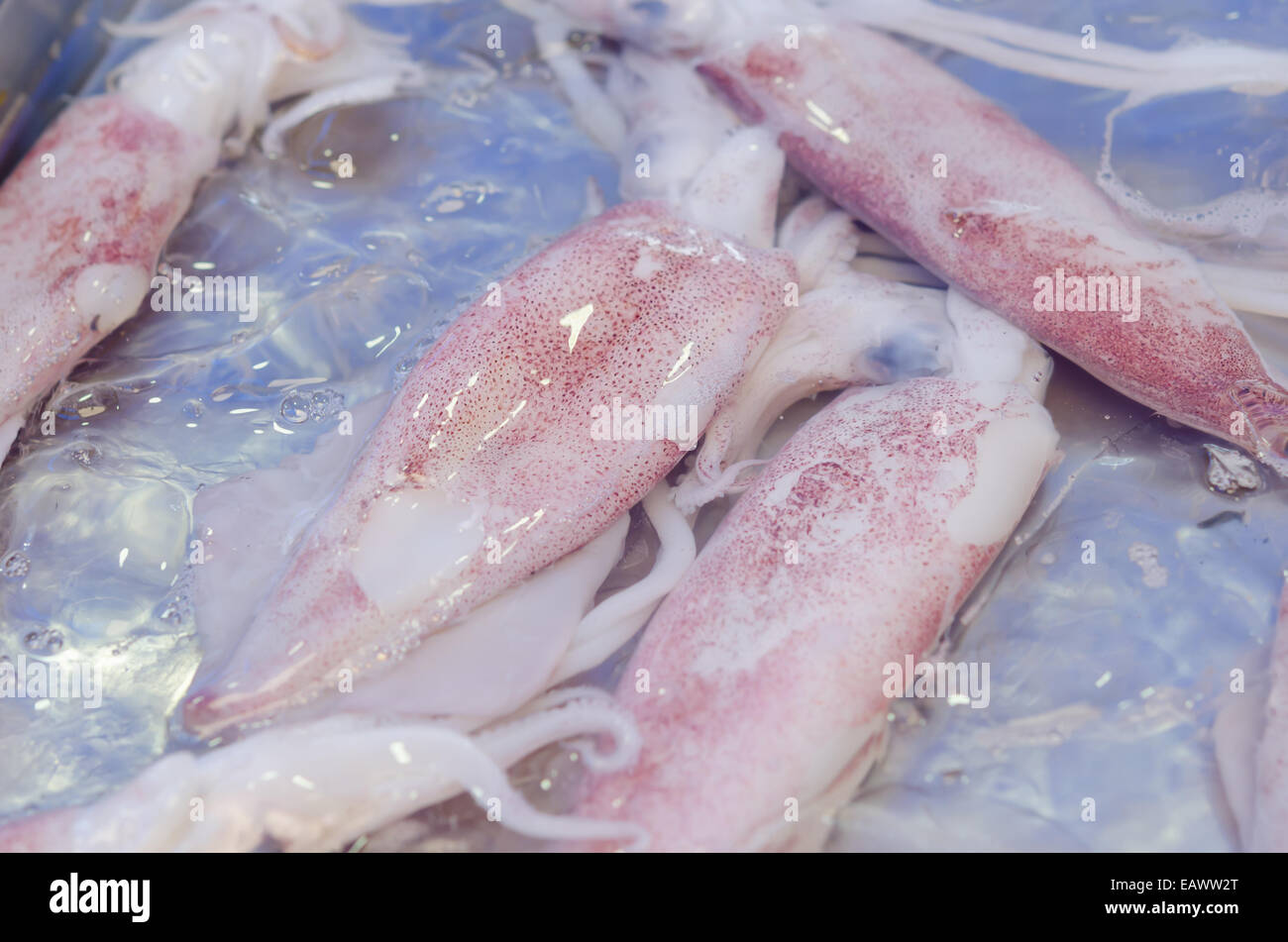 Group of squid hi-res stock photography and images - Alamy