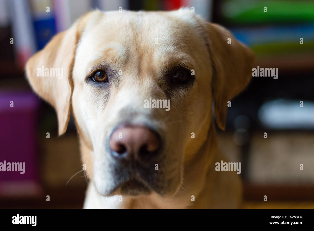 Crying dog hi-res stock photography and images - Alamy