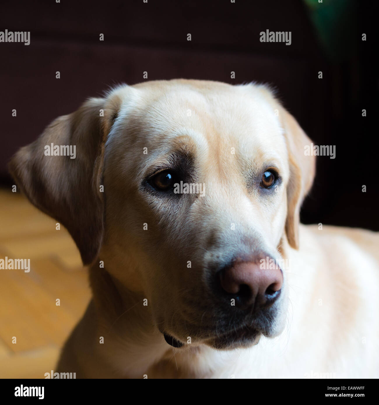 Lab at home Stock Photo - Alamy