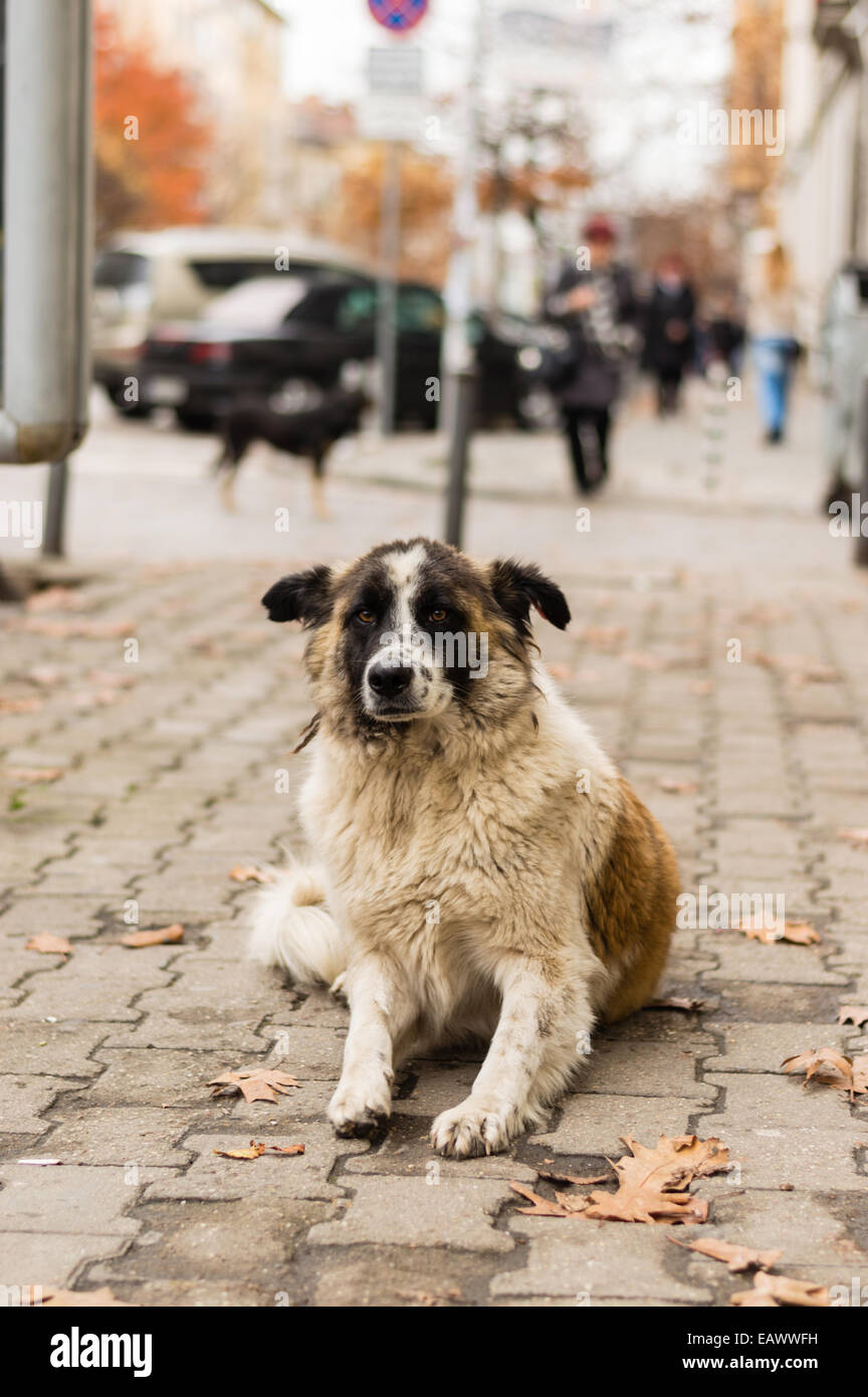 Free ranging dog hi-res stock photography and images - Alamy
