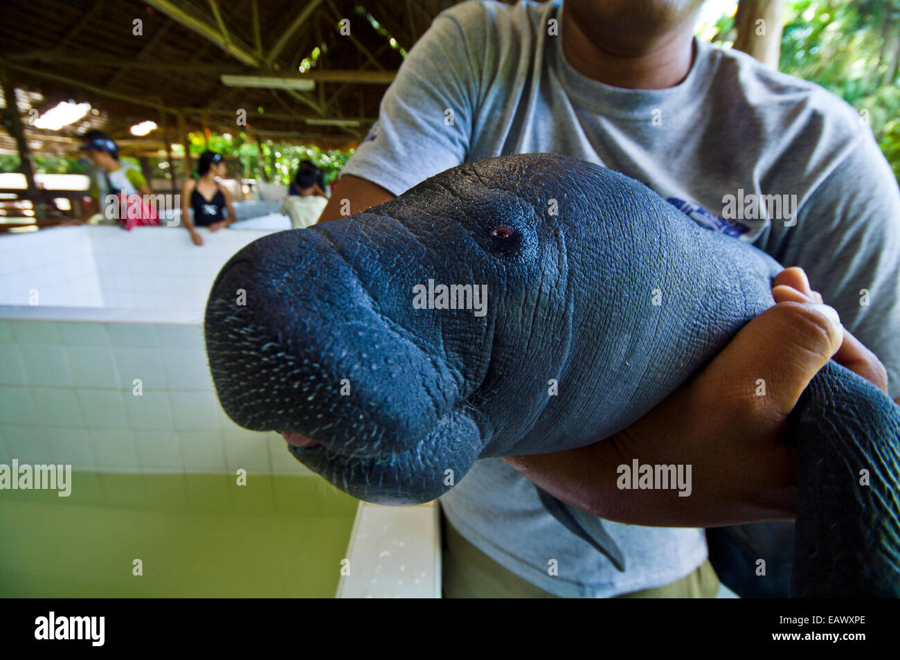 Amazonian manatee trichechus inunguis hi-res stock photography and ...