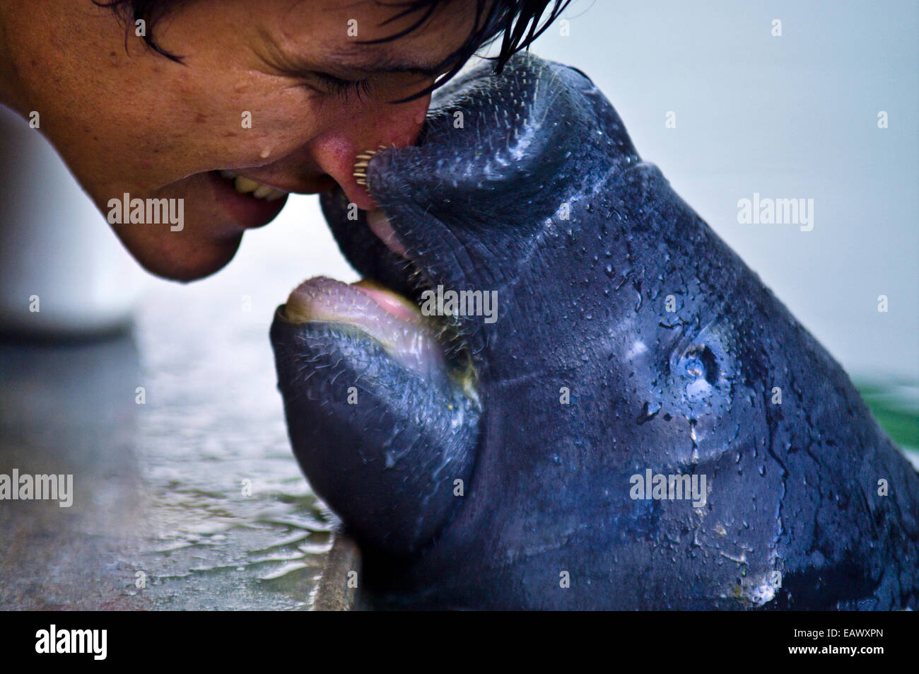 Manatee smile hi-res stock photography and images - Alamy