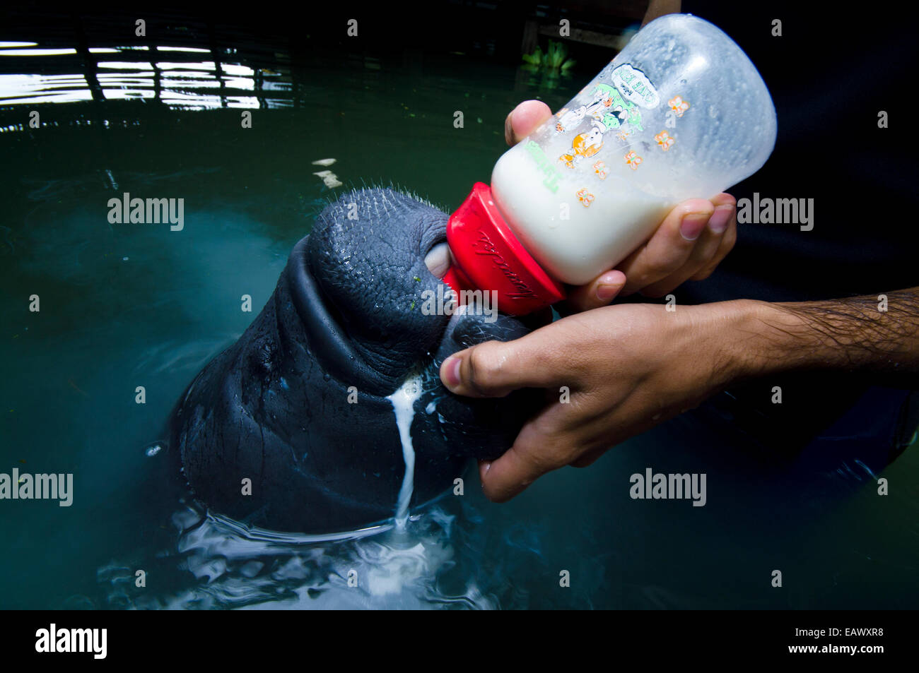 Manatee calf feeding hi-res stock photography and images - Alamy
