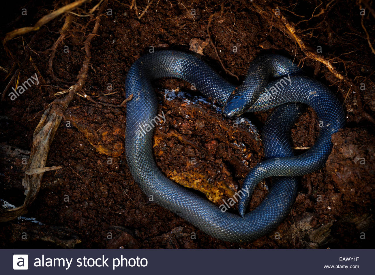 Atractaspis Stock Photos & Atractaspis Stock Images - Alamy