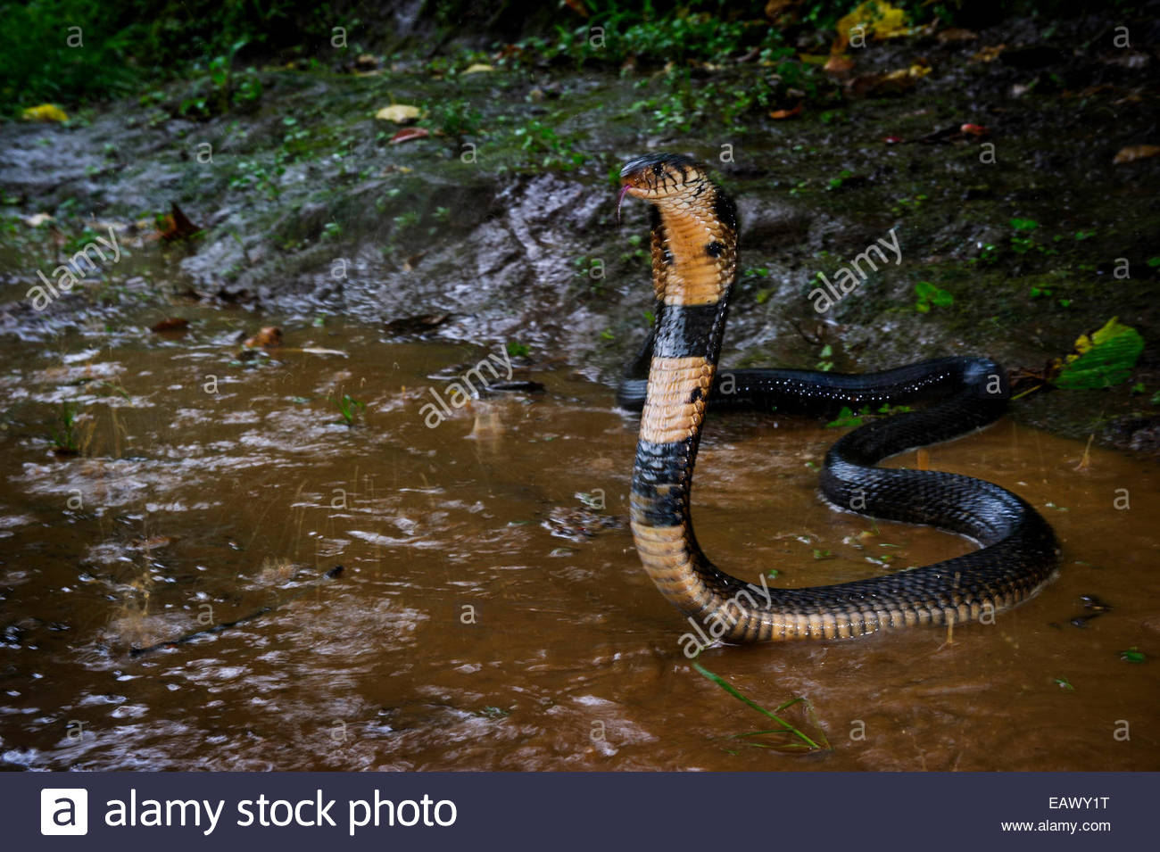 Forest Cobra Stock Photos & Forest Cobra Stock Images - Alamy