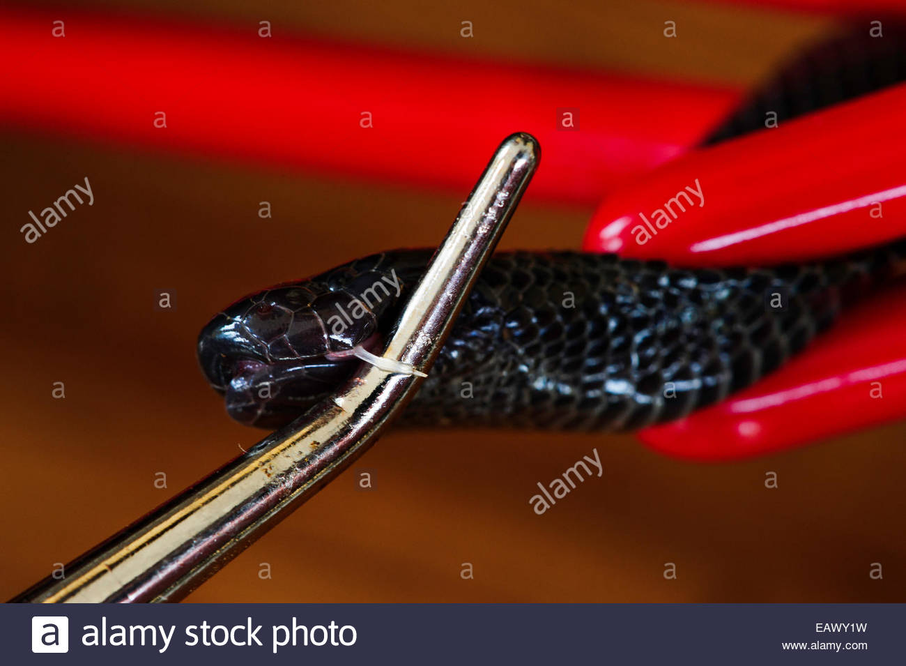 Atractaspis Stock Photos & Atractaspis Stock Images - Alamy