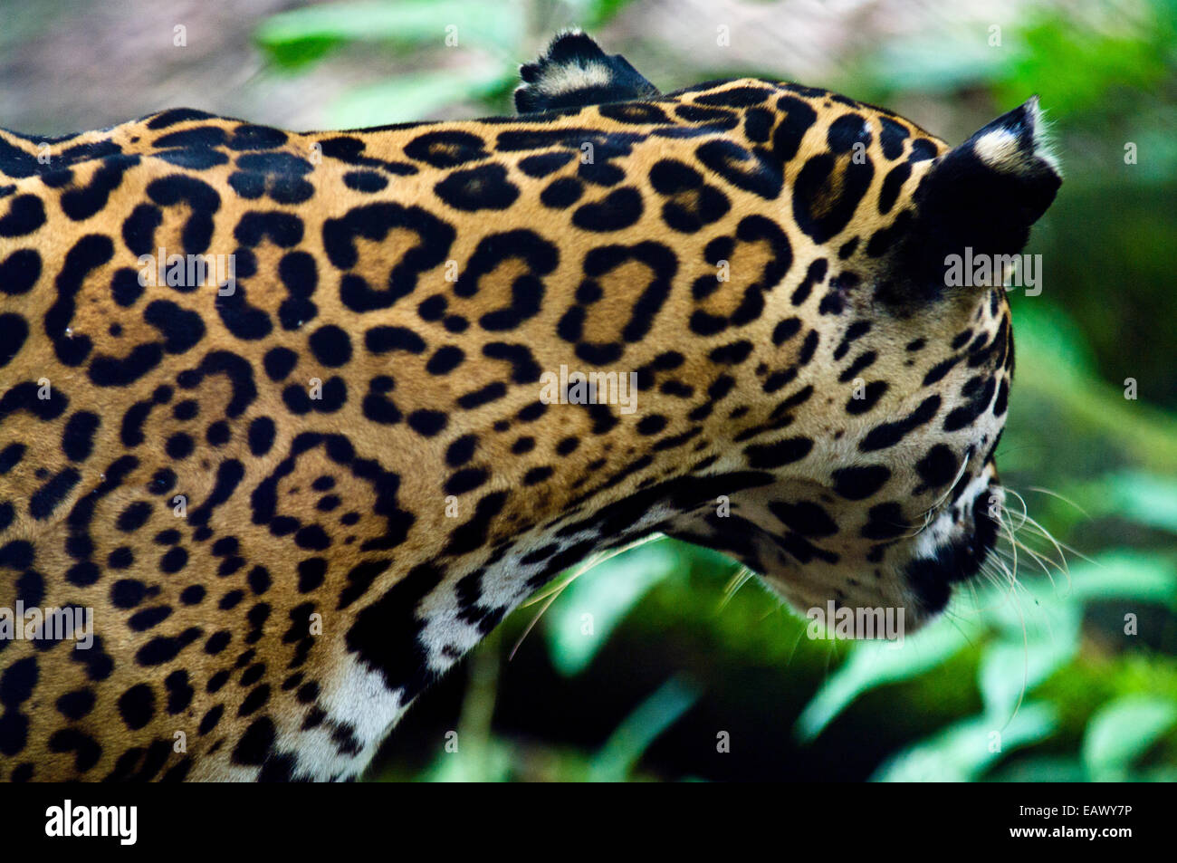 The roseate markings on the coat of a Jaguar listening to sounds in the ...