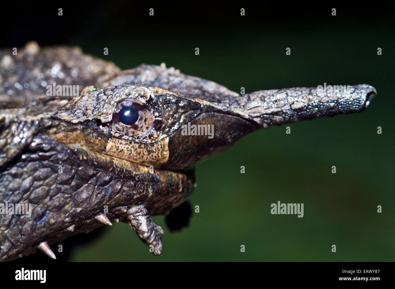 The head of a Mata Mata turtle with a long snout for breathing from ...