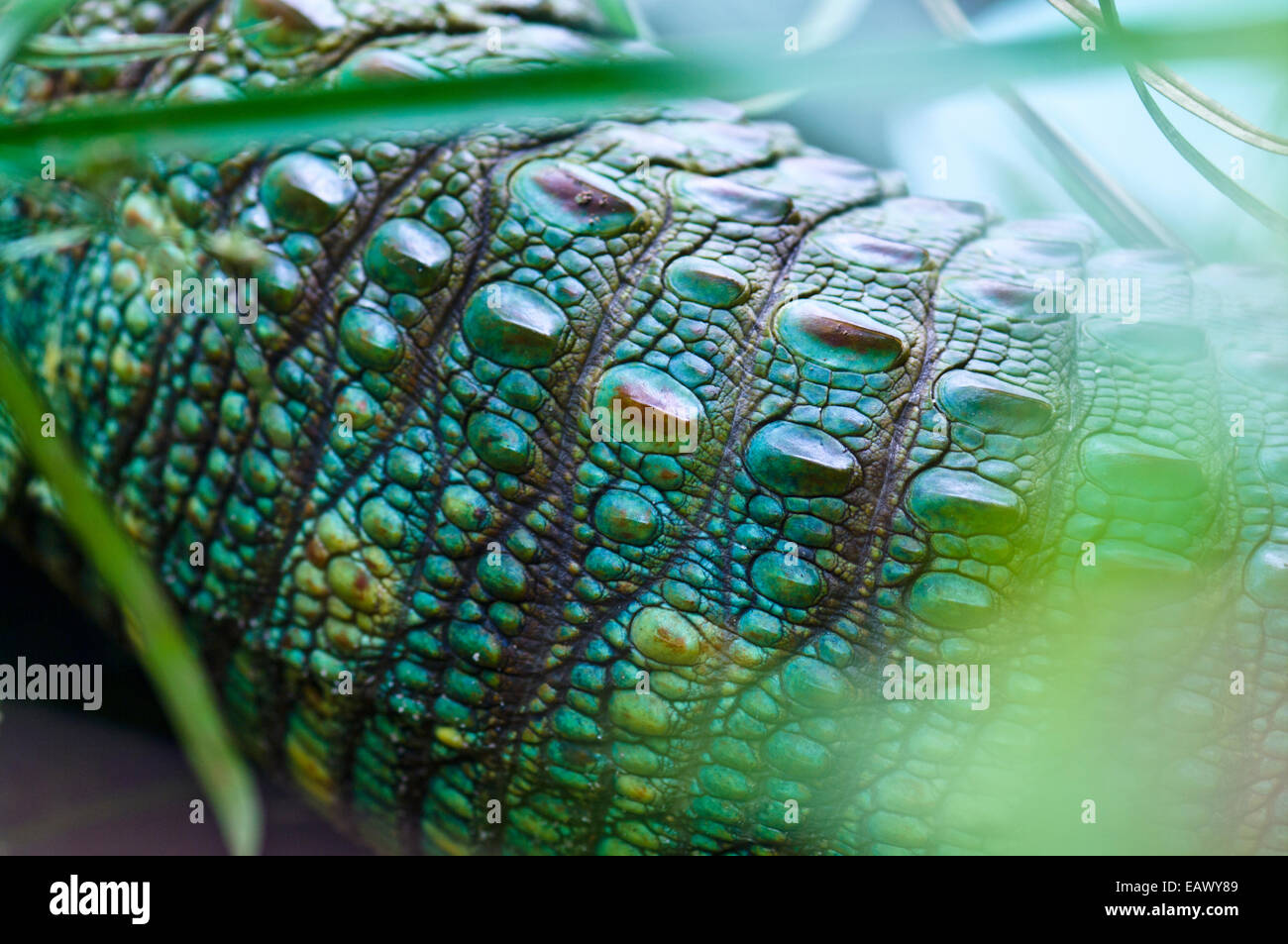 Amazon caiman scales High Resolution Stock Photography and Images - Alamy