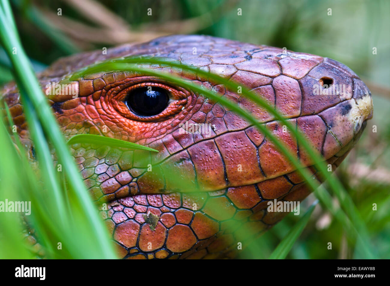 The red scaled head of a northern caiman lizard hunting in reeds beside ...