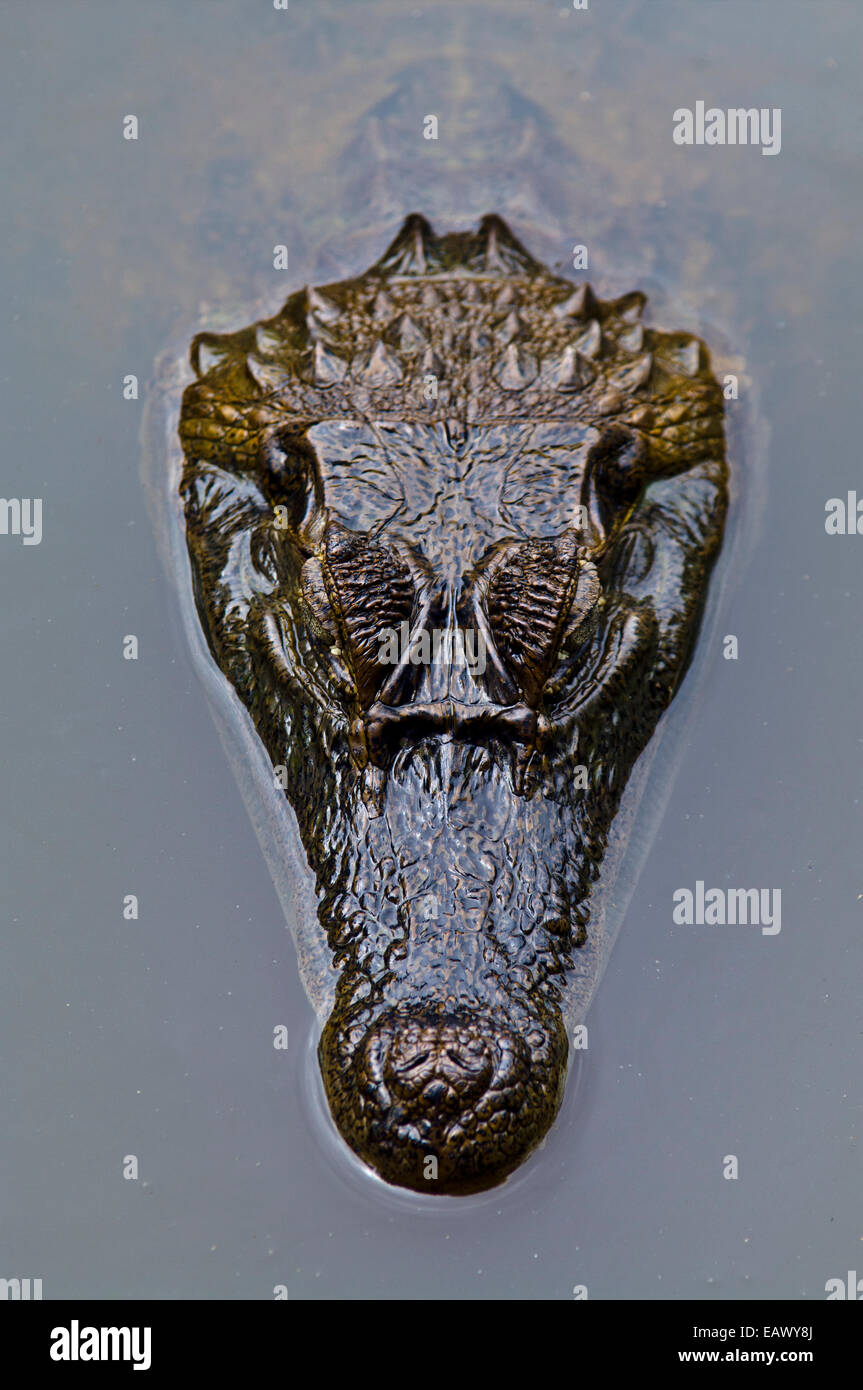 The prehistoric scaled head of a Spectacled Caiman floating on the ...