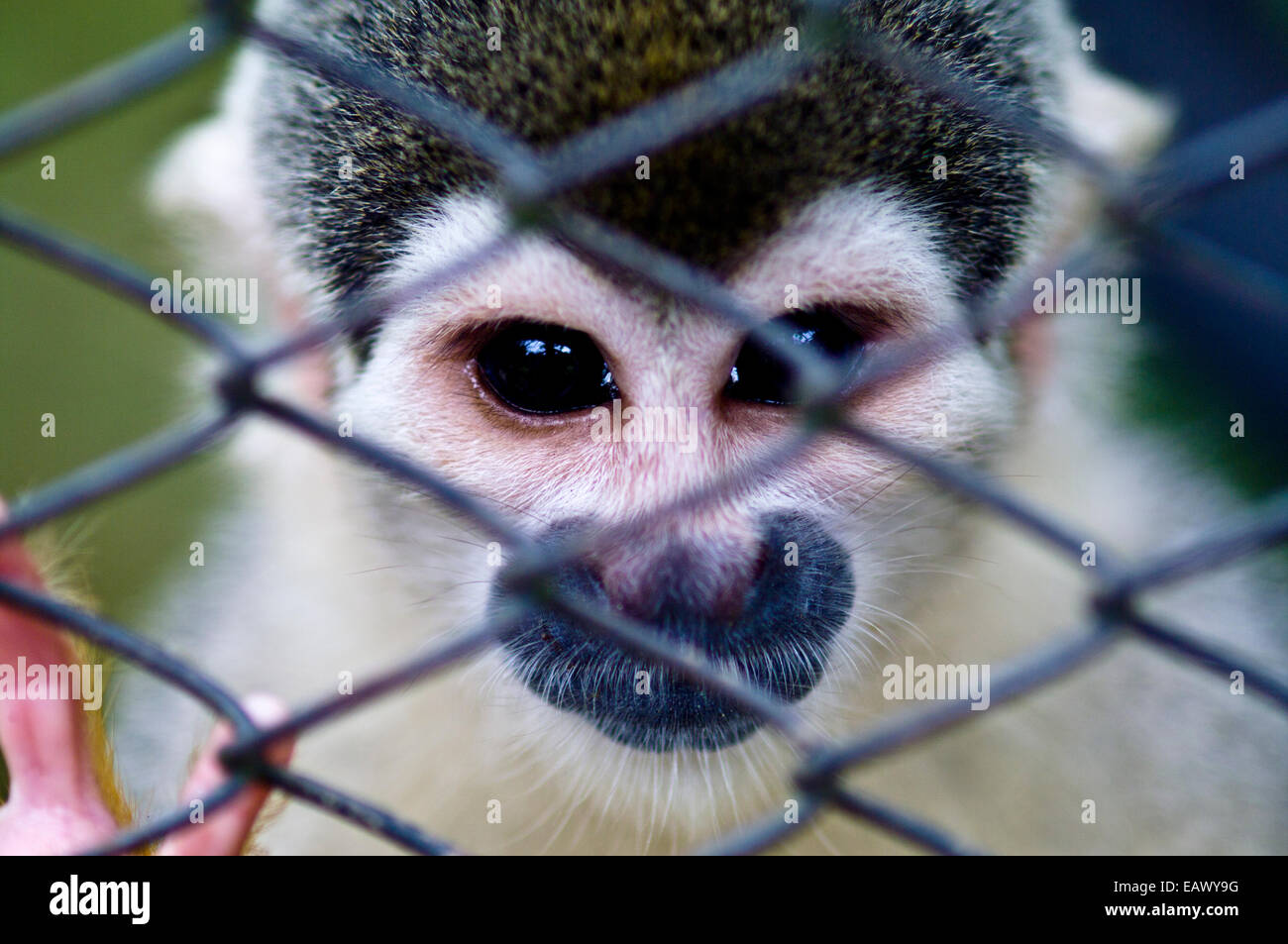 After being trapped by poachers and sold as a pet a Squirrel Monkey ...