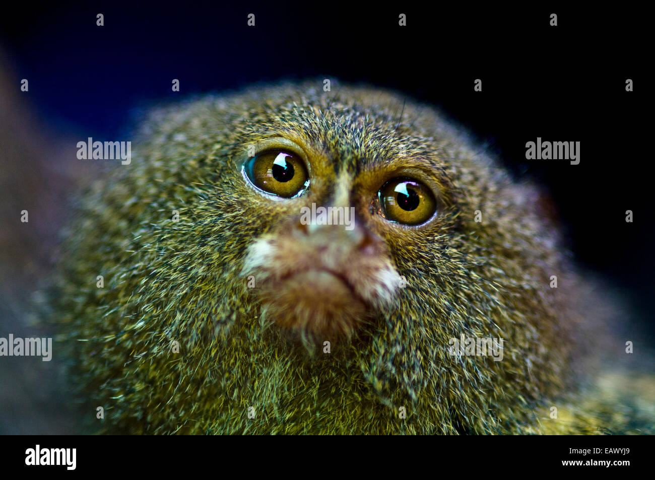 A terrified Pygmy Marmoset for sale in an Amazon River town black ...