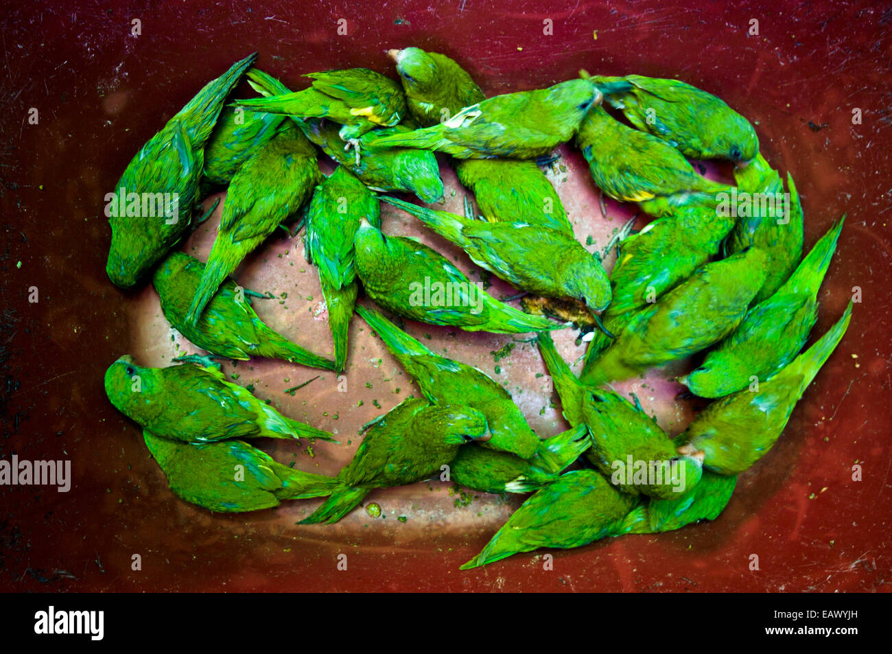 Canary-winged parakeets for sale as pets sweltering in a plastic tub in ...