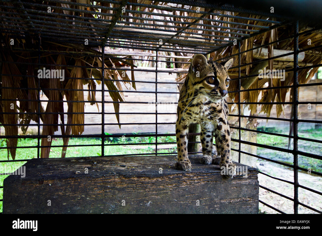 A frightened Oncilla in a cage after being rescued from poachers Stock ...