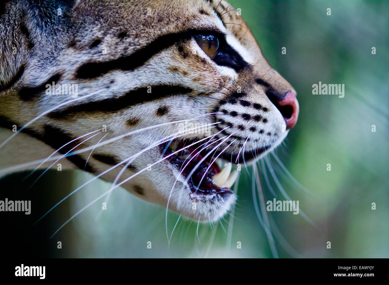 Ocelot head hi-res stock photography and images - Alamy