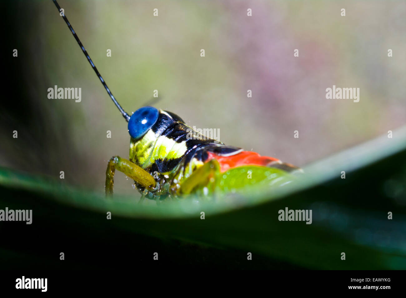The blue eyes of a colorful grasshopper resting on a leaf in the Amazon ...