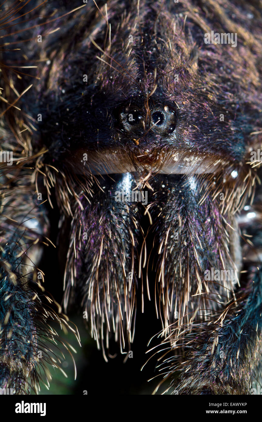 Peruvian pinktoe tarantula hi-res stock photography and images - Alamy