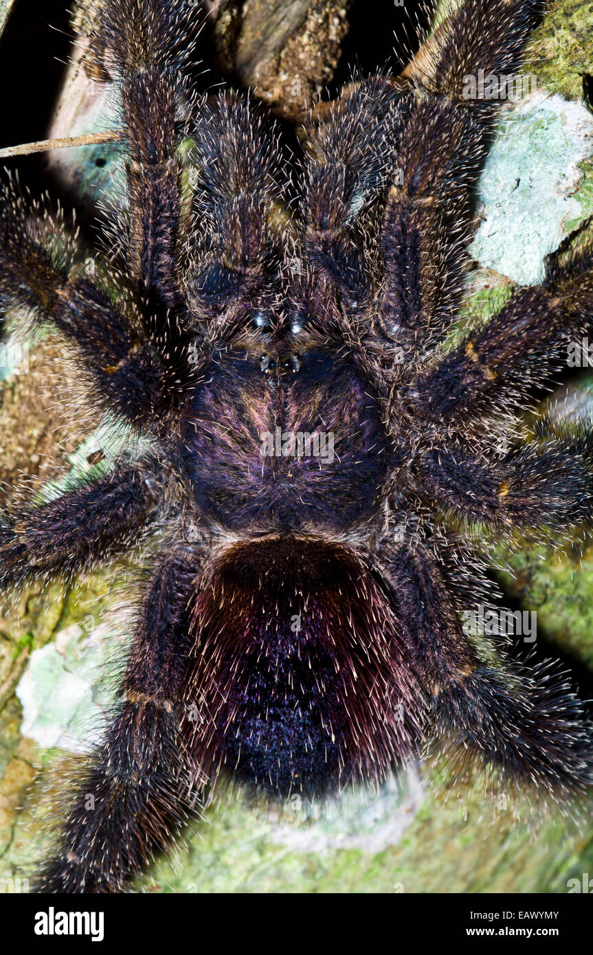 An immense hairy Peruvian pinktoe tarantula hunting for prey on a tree ...