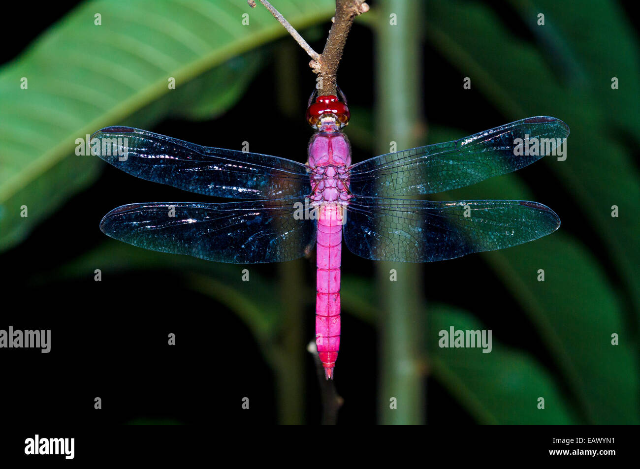 Carmine skimmer dragonfly hi-res stock photography and images - Alamy