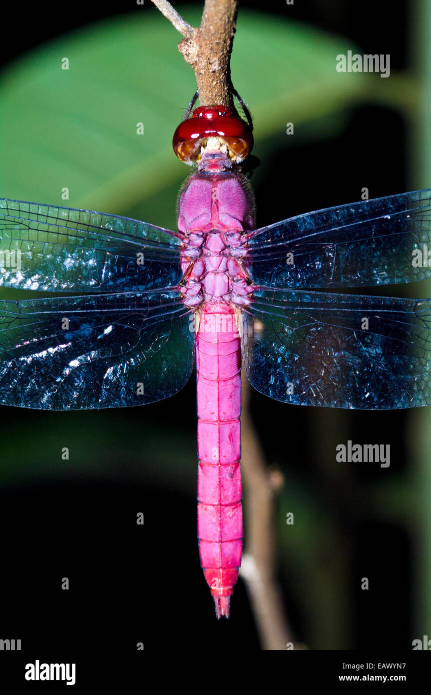 A delicate Pink Skimmer dragonfly roosting on a twig in the Amazon ...