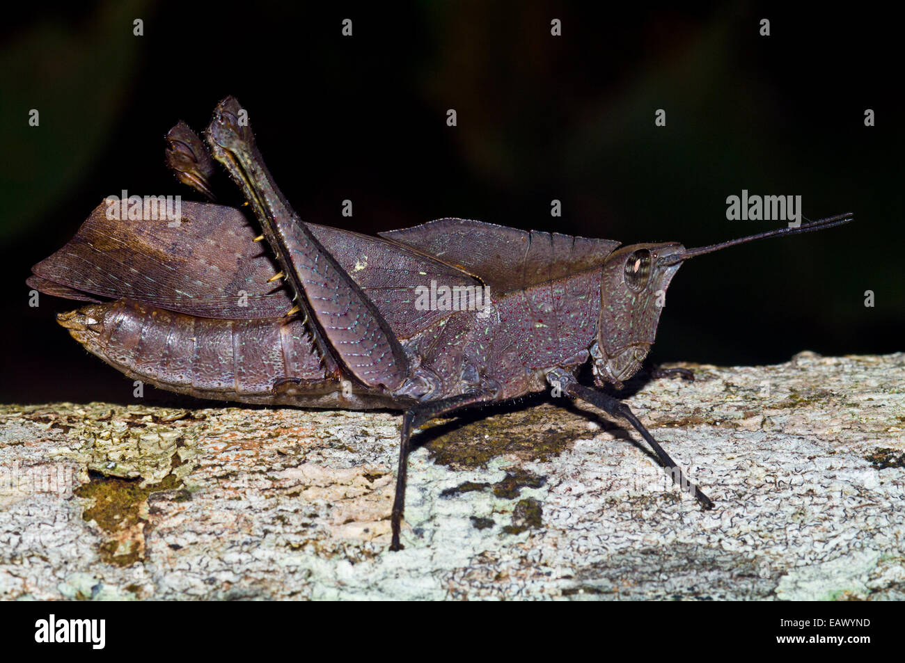 Grasshopper on forest hi-res stock photography and images - Alamy