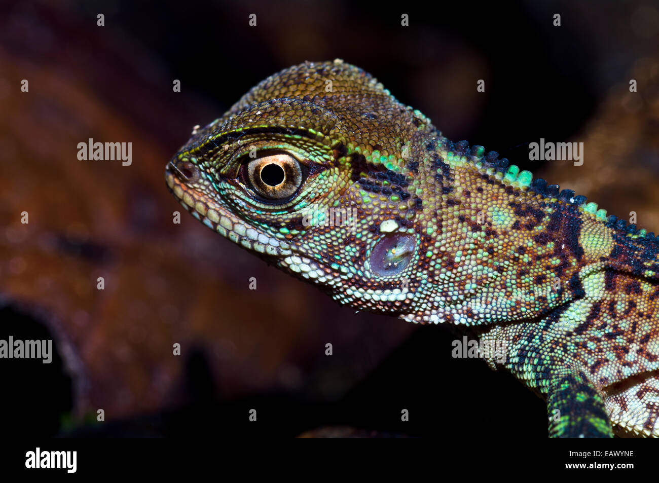 The colorful head scales and tympanum of an Amazon Wood Lizard hunting ...