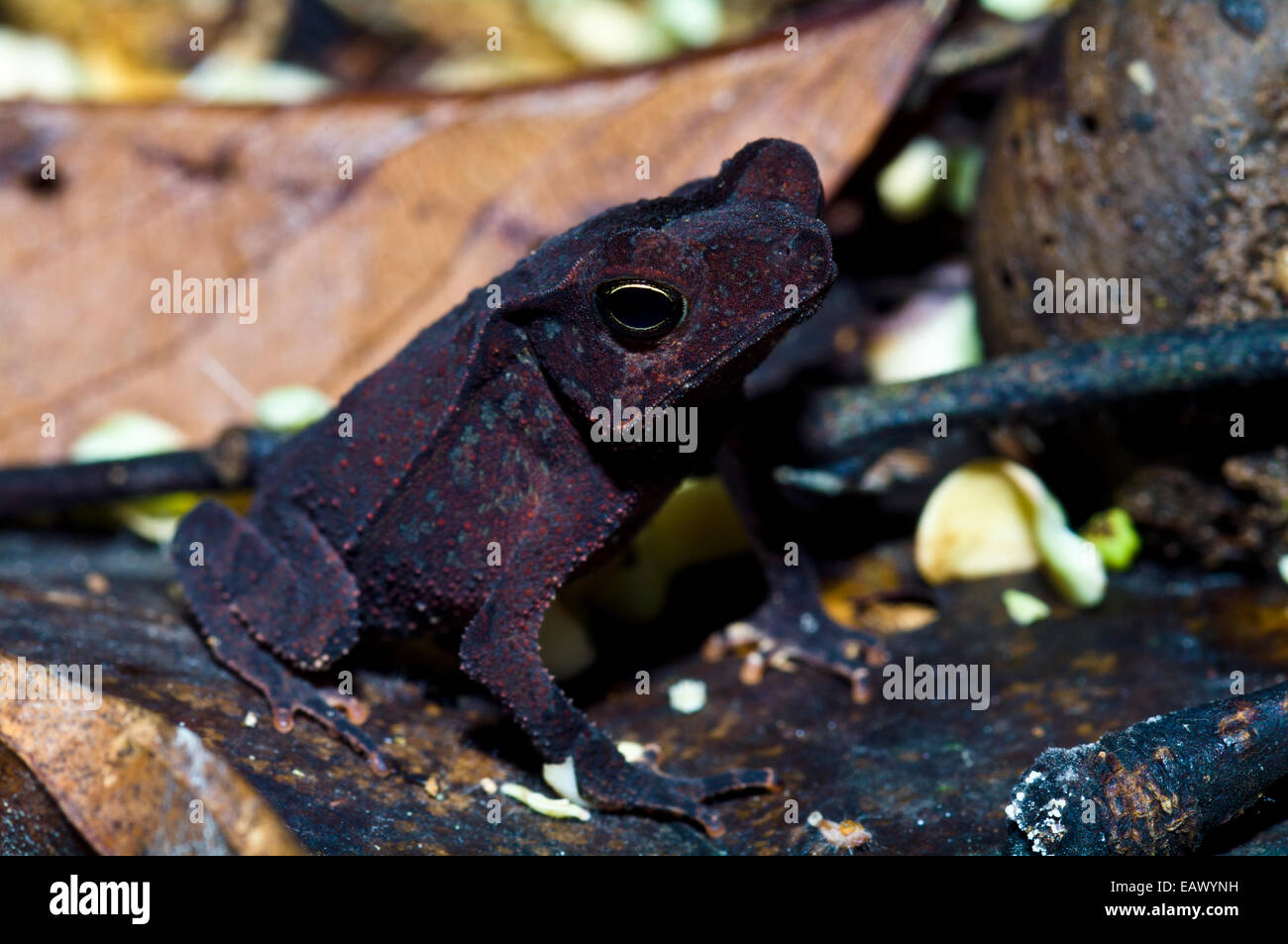 A burgundy velvet crested forest toad standing amongst the leaf litter ...