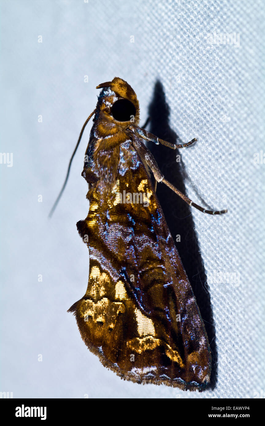 Iridescent blue and golden scaled wings of a moth on tent canvas in the ...