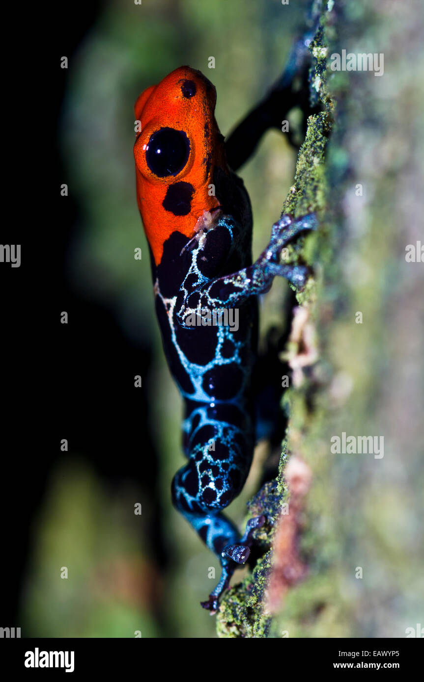 A new color morph of the Amazon dart frog climbing a tree trunk Stock ...