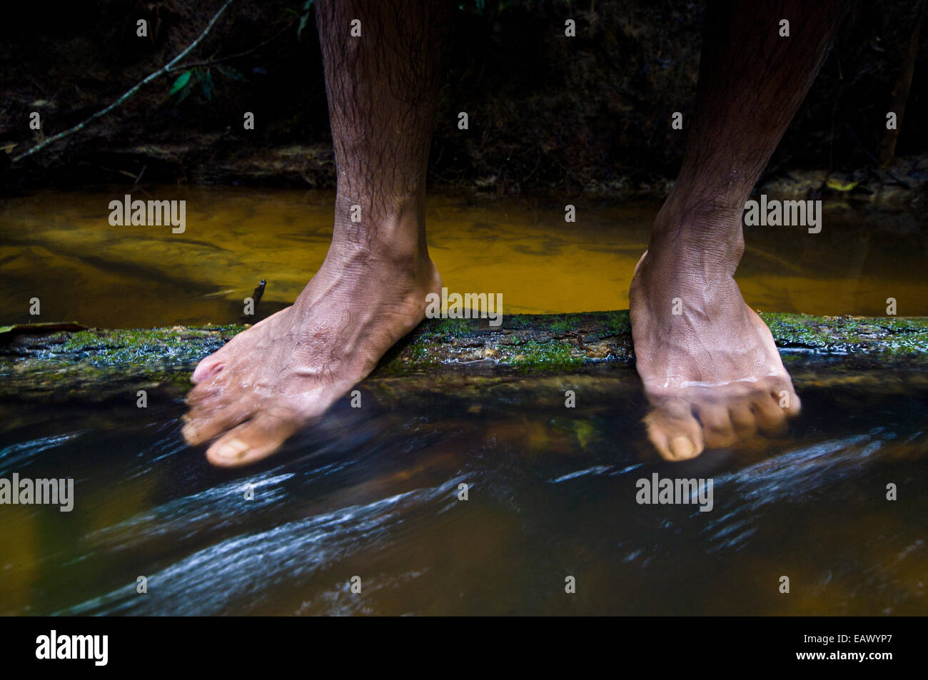 The feet of an Amazonian Indian standing on a log in a freshwater ...