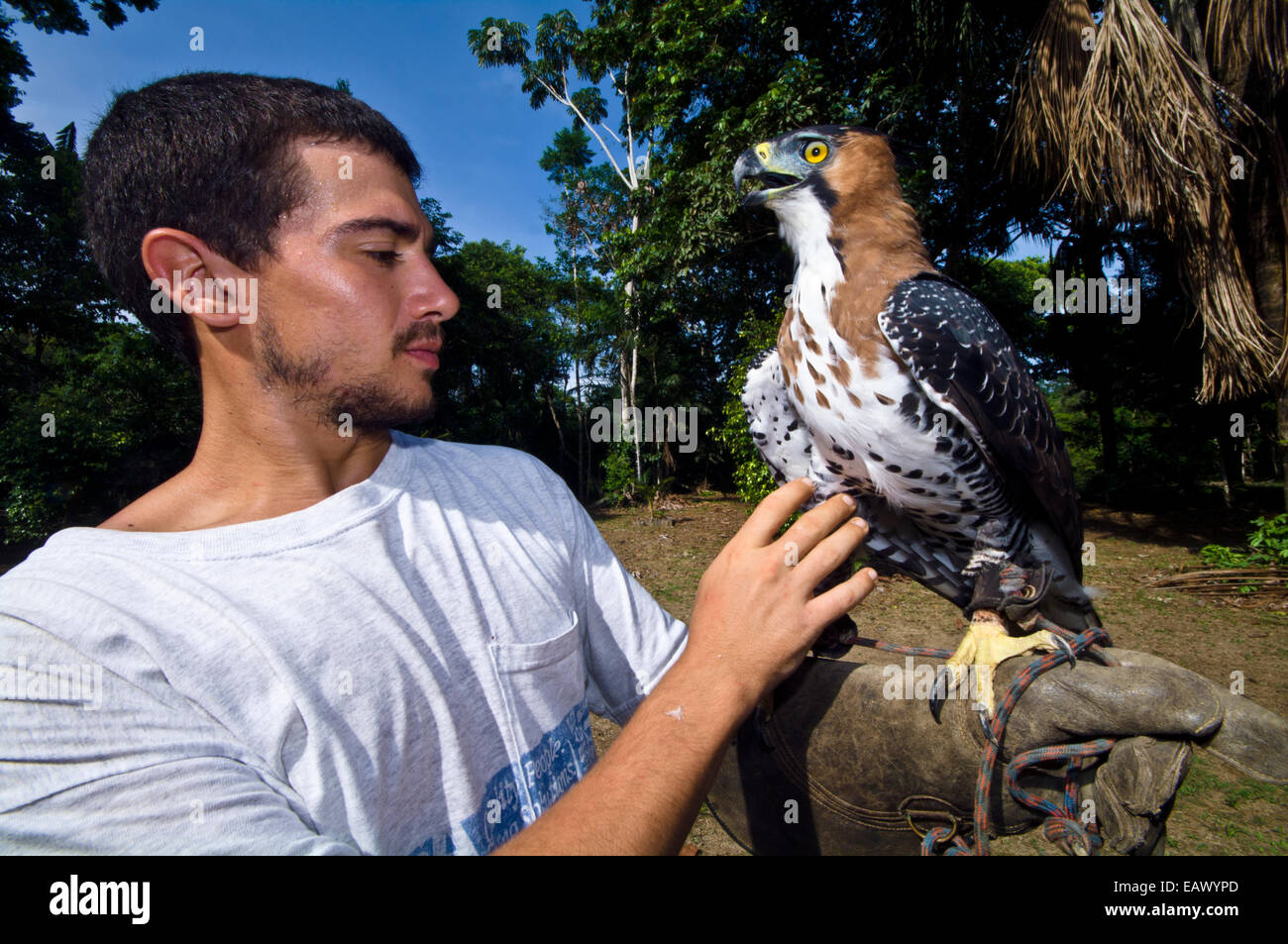 A naturalist and expedition guide caring for an Ornate Hawk-Eagle ...