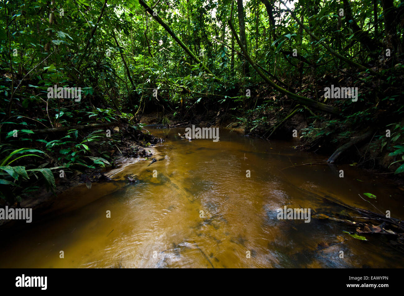 A freshwater stream through the tropical rainforest understory flows ...