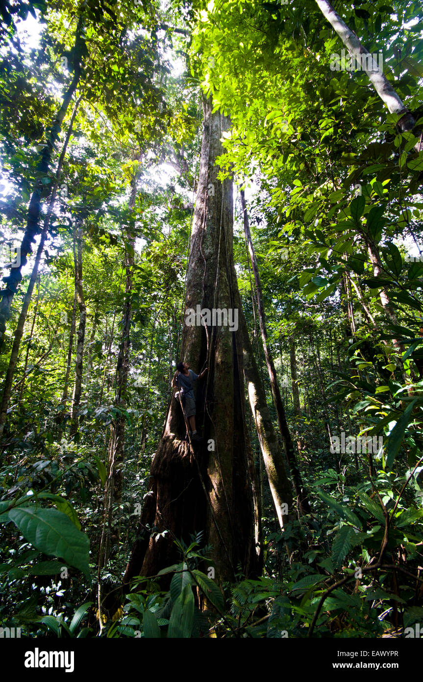 A naturalist and expedition guide climbs the trunk of an enormous tree ...