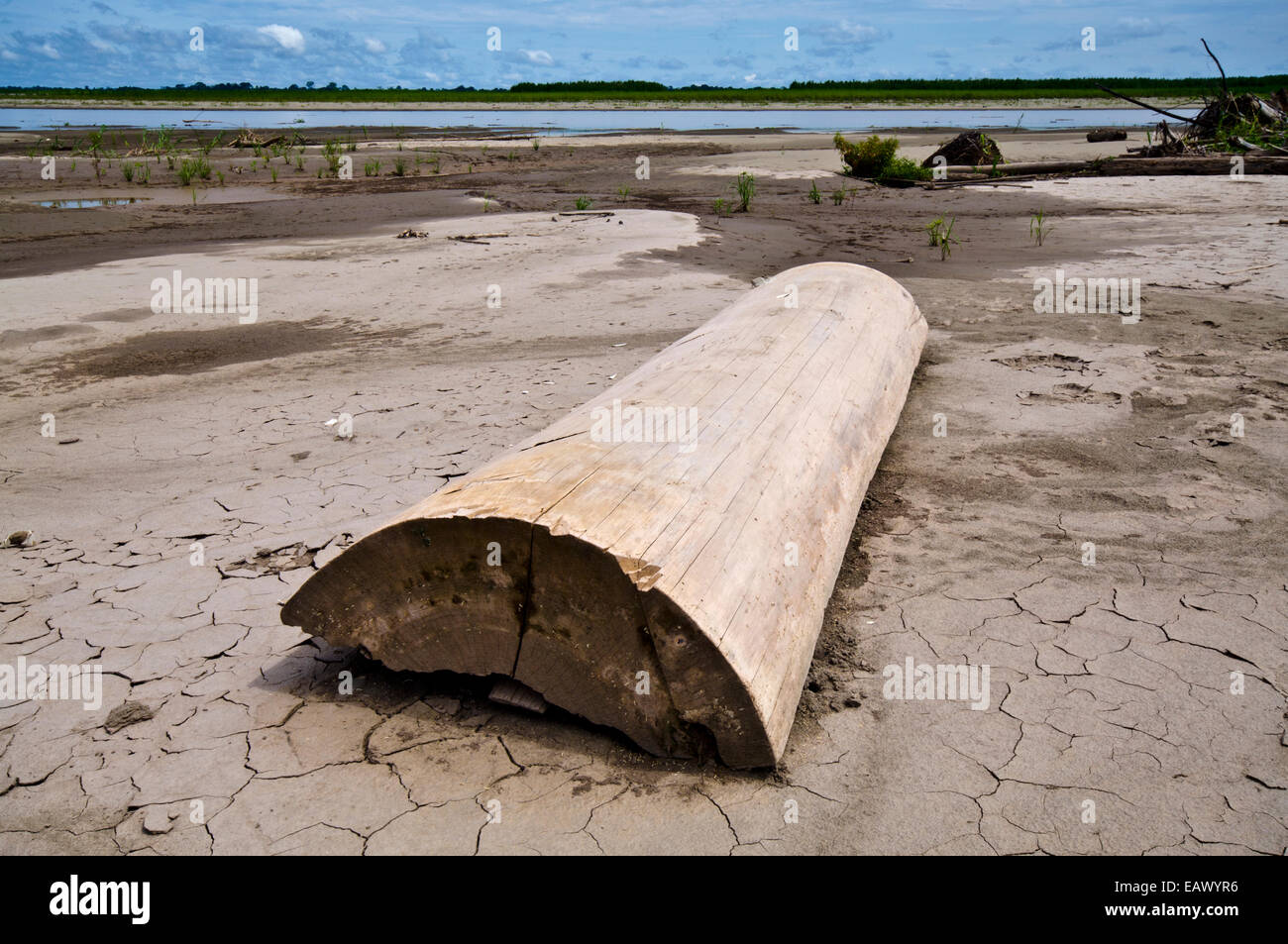 A log cut from the Amazon rainforest rots on the shore of a river ...
