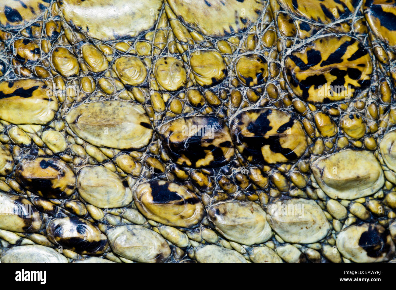 White caiman scales hi-res stock photography and images - Alamy