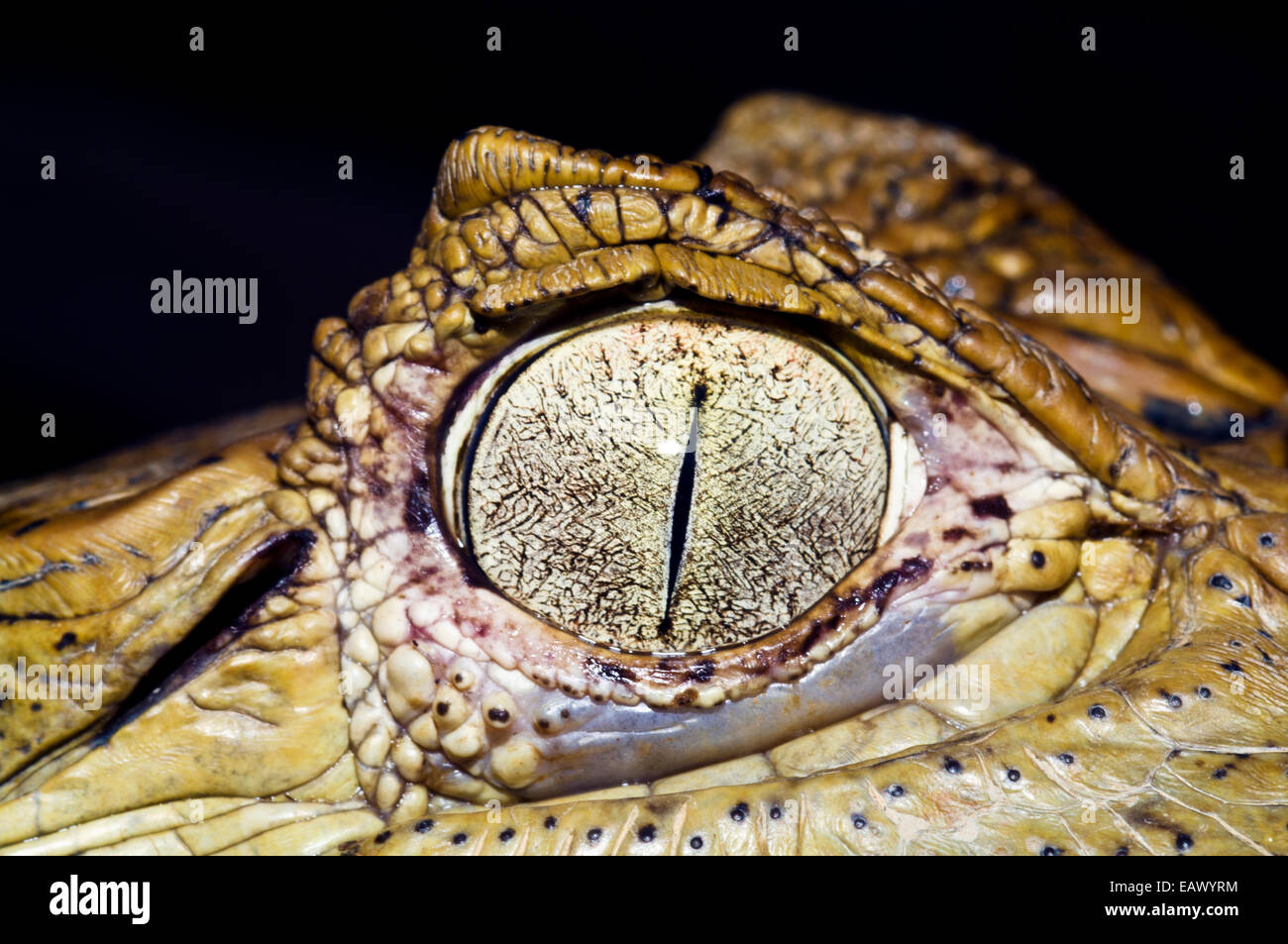 Caiman skin hi-res stock photography and images - Alamy
