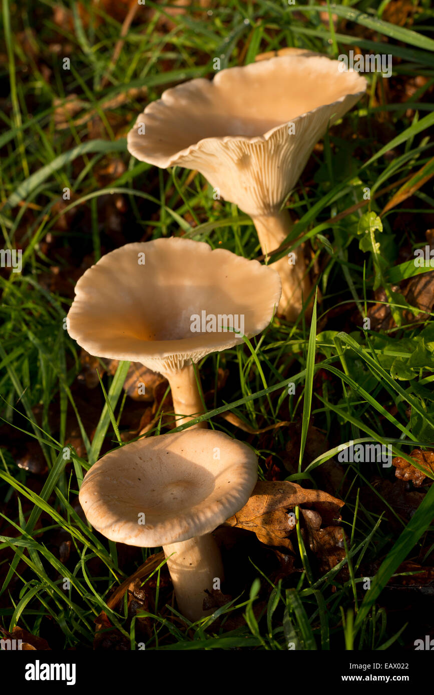 Large mushrooms hi-res stock photography and images - Alamy
