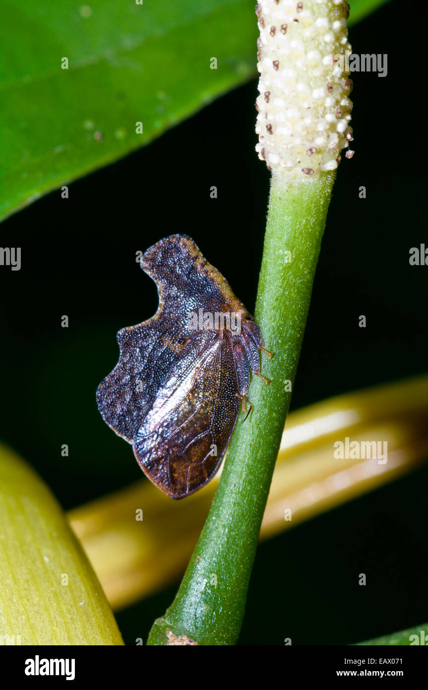 A leafhopper insect roosting on a plant stalk in the Amazon rainforest ...