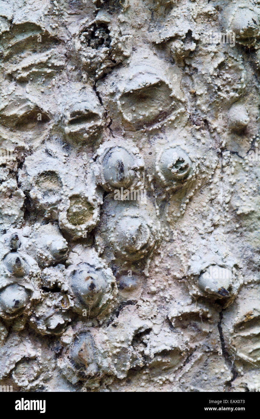 The hard spines on the trunk of a rainforest tree help protect it from ...