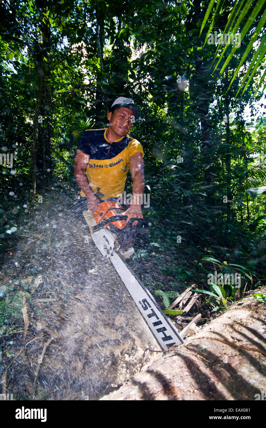 Cutting down tree rainforest hi-res stock photography and images - Alamy