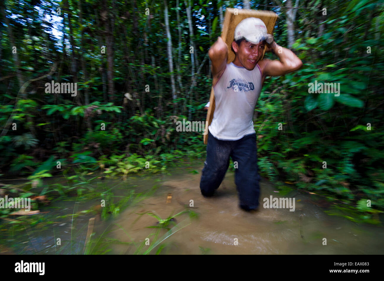 A laborer carries a log from a tree felled in the Amazon rainforest for ...