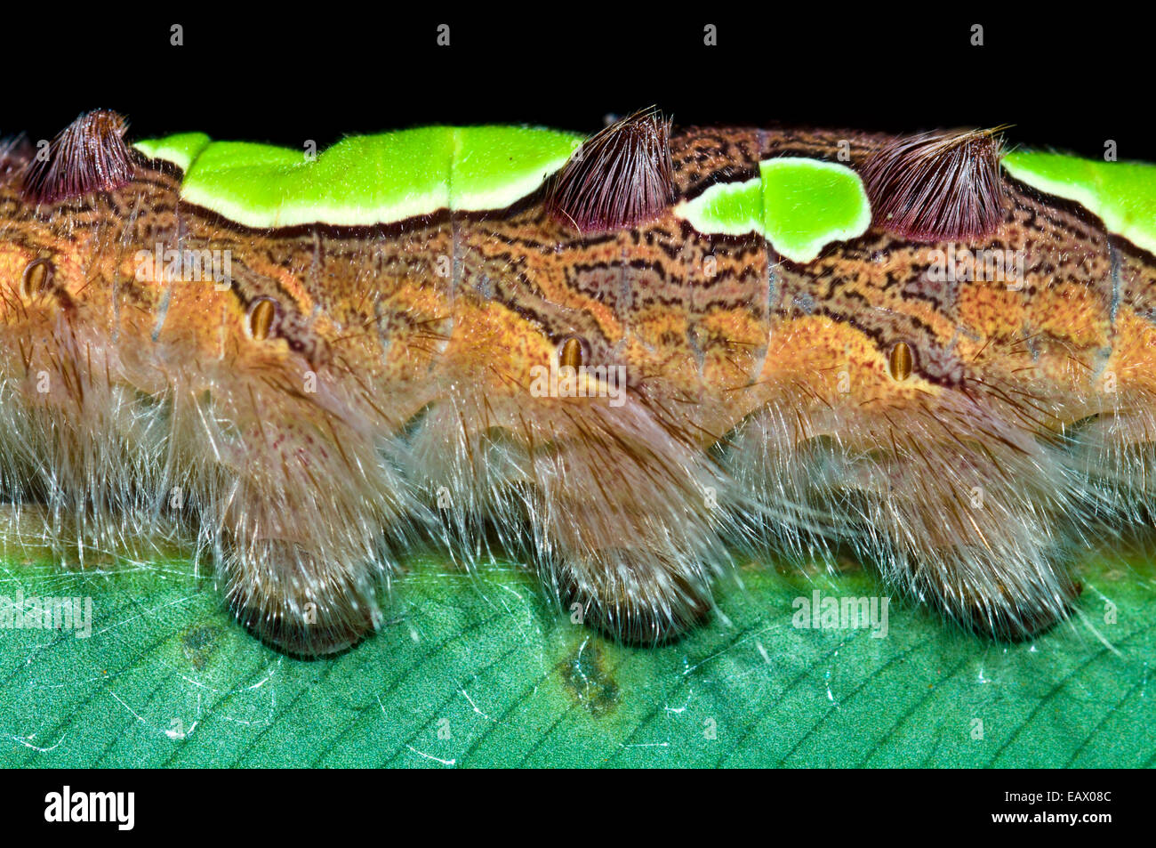 Fluorescent green warning spots on the skin of a Morpho caterpillar ...