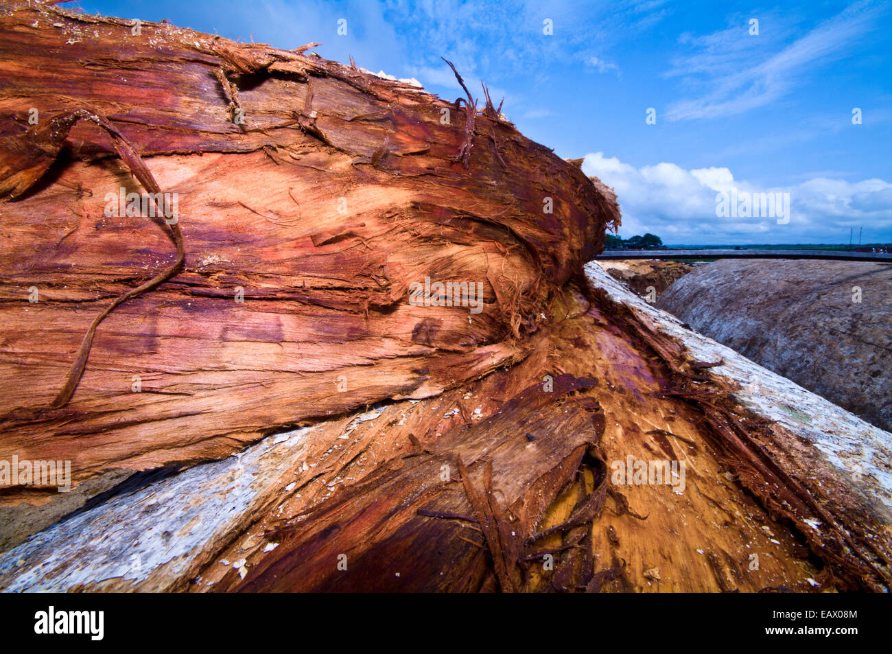 Fresh bark peeled from the trunk of an Amazon rainforest tree for ease ...