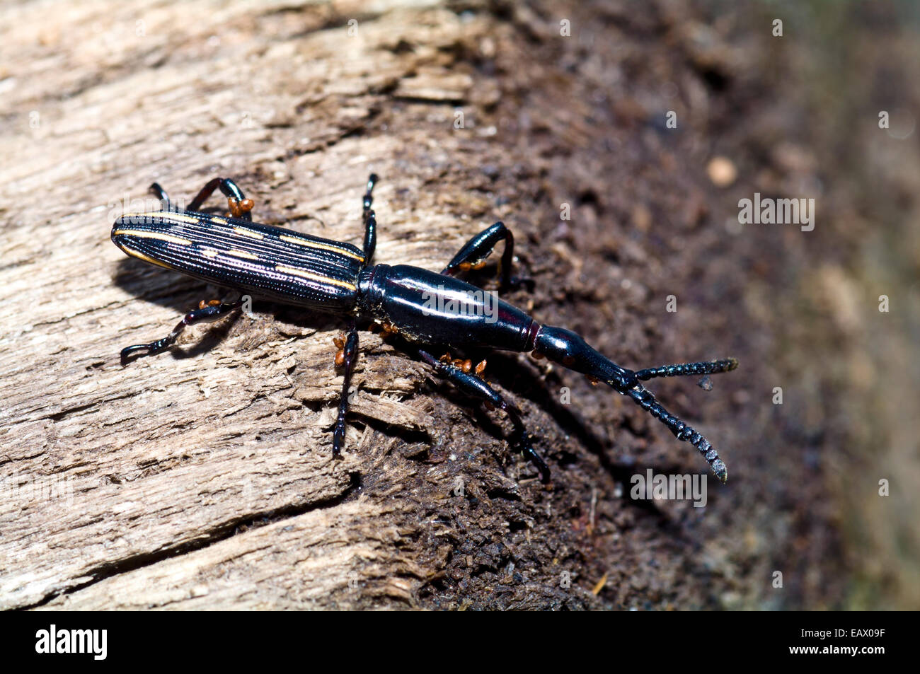 Beetle under log hi-res stock photography and images - Alamy