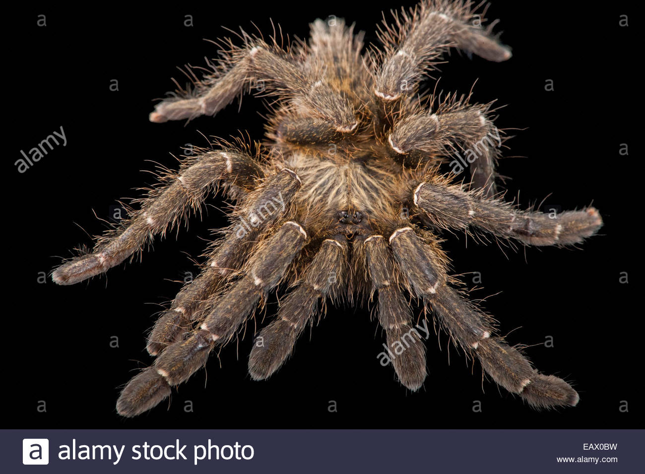 Baboon Spider High Resolution Stock Photography and Images - Alamy
